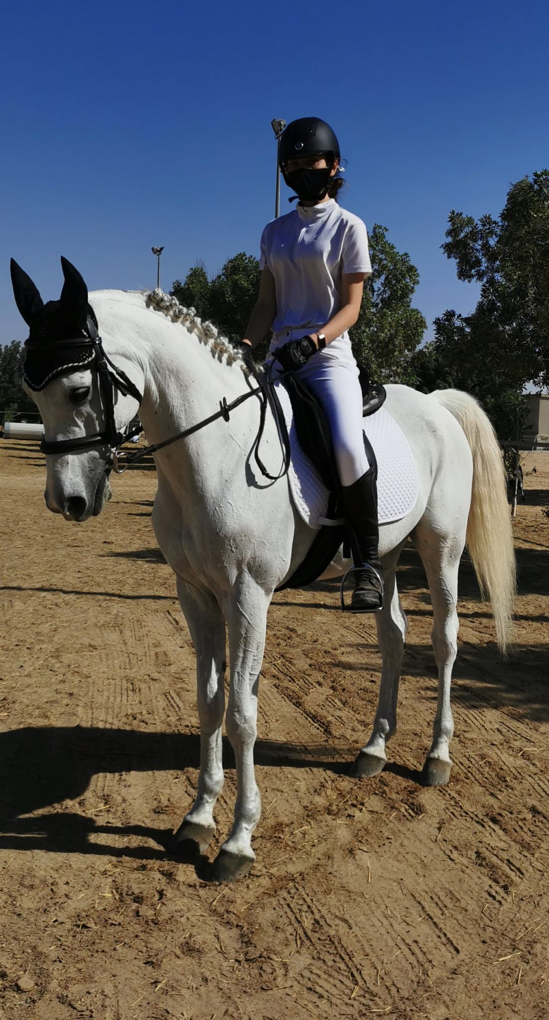 Arabian Horse: Some History and Characteristics of the Breed | GPI